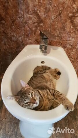 Дружелюбный мурлыка