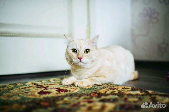 Ищу добрый дом для тёплого кота