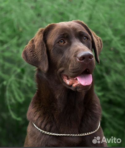 Подрощенная сука лабрадора, шоколадного окраса