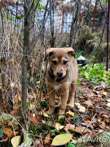 Щенок мальчик