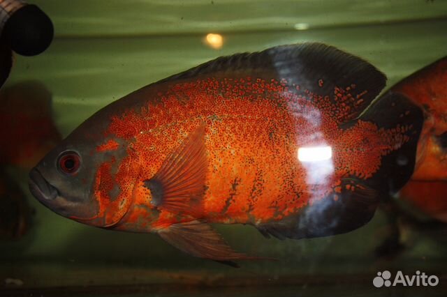 Астронотус. Американская цихлида. Аквариумная рыба