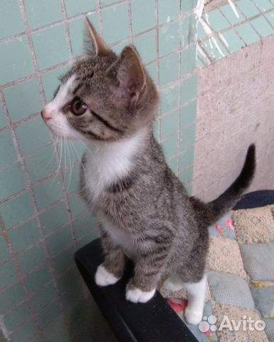 Котята ищут дом