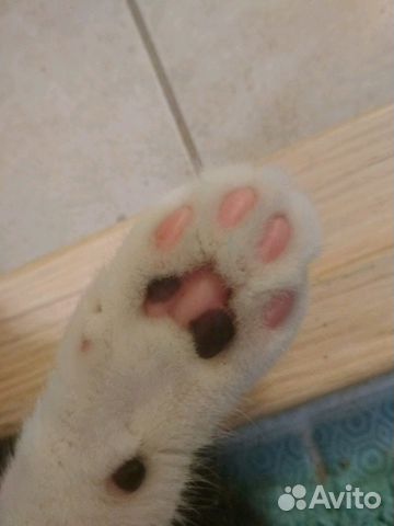 Отдам котика