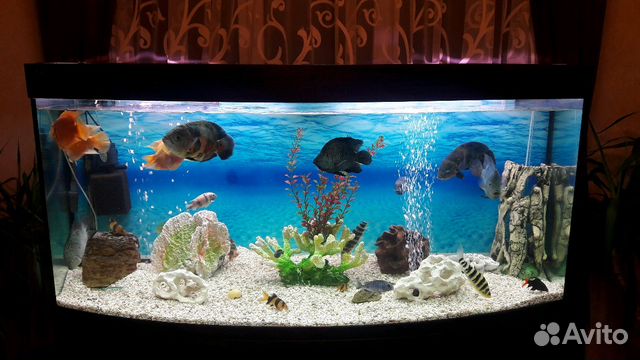 Аквариум