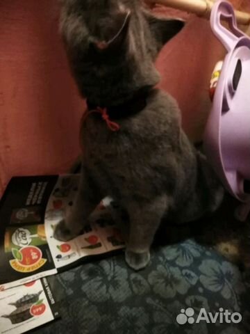 Британский, короткошерстный котенок