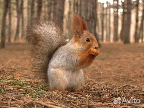 Сибирская и Алтайская белка