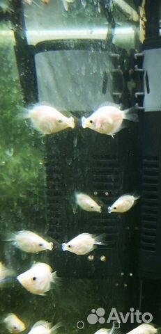 Аквариумая рыбка - гурами целующийся баллон