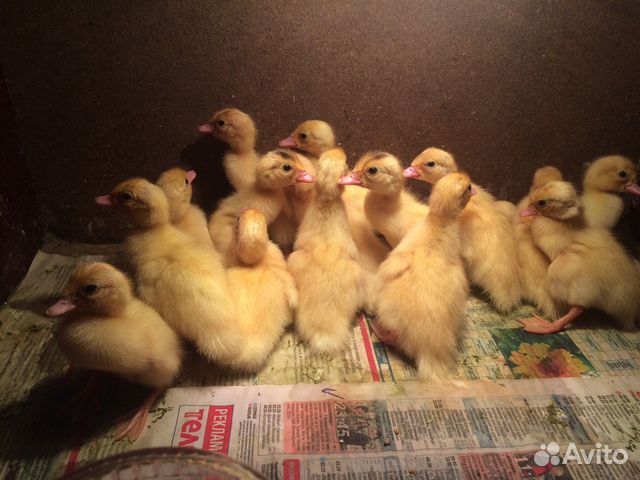 Утята индоутки