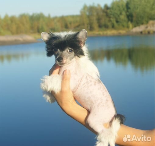 Голая девочка маленького размера