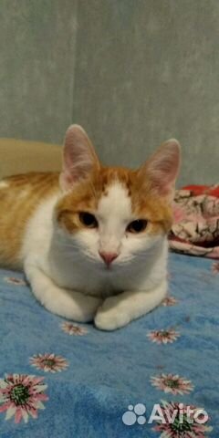 Рыжий котенок в дар мальчик 3,5 мес