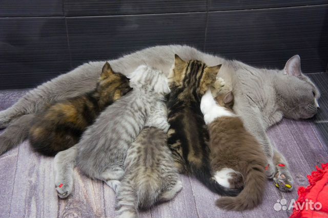 Шотландские котейки