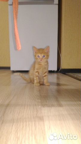 Рыжий котенок (мальчик)