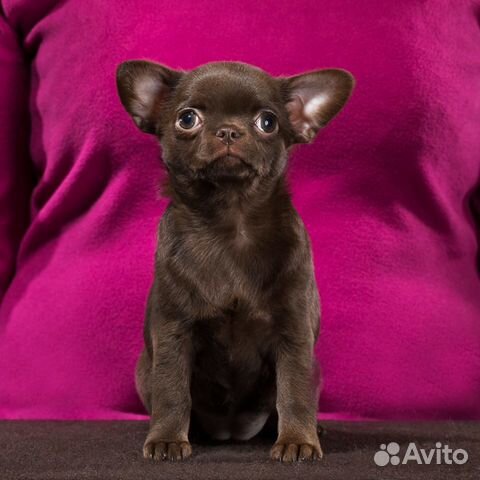 Отличная племенная шоколадная девочка
