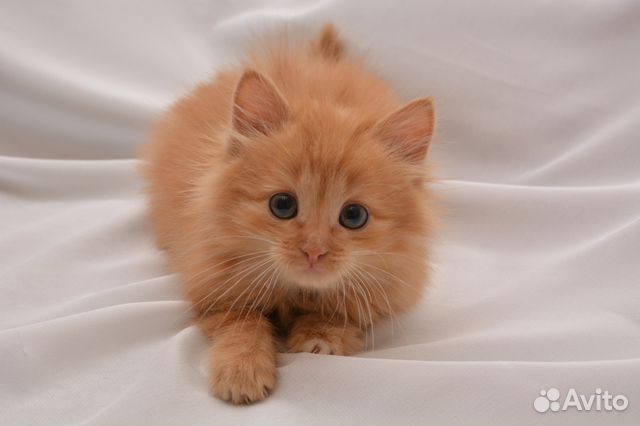 Рыжий котёнок в добрые руки