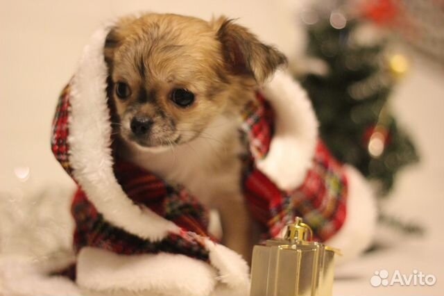 Милашки чихуахуашки)