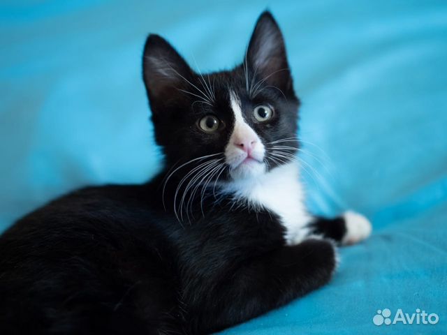 Очаровательный котёнок Феликс в дар