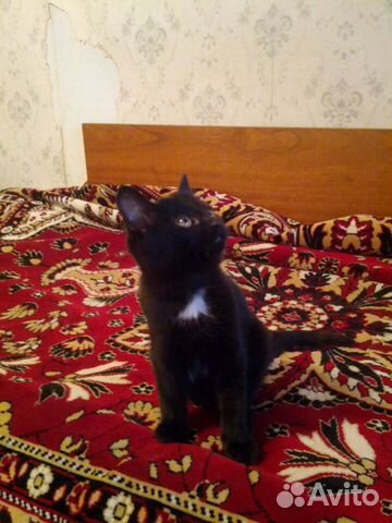 Чёрная кошечка 3 месяца