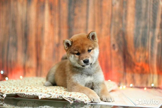 Мальчик и девочка сибочки