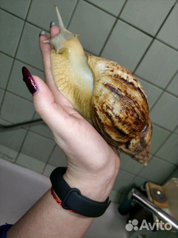 Ахатина Ретикула