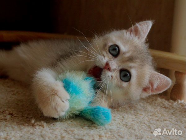 Арсений - голубой золотой котик