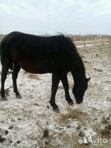 Лошадь жеребая с жеребчиком