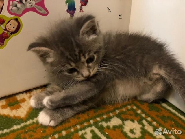 Котёнок в добрые руки