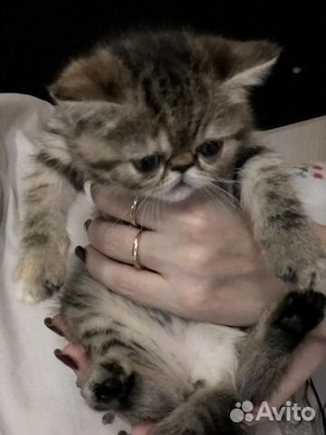 Котята экзотической породы