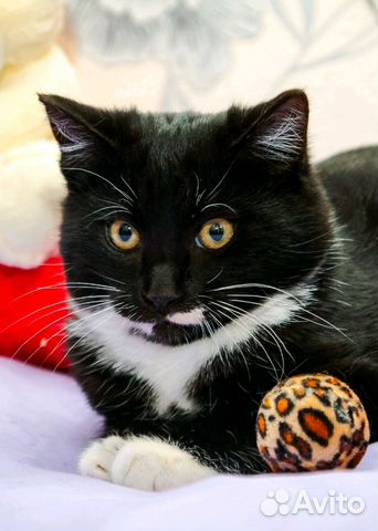 Маркизик Том