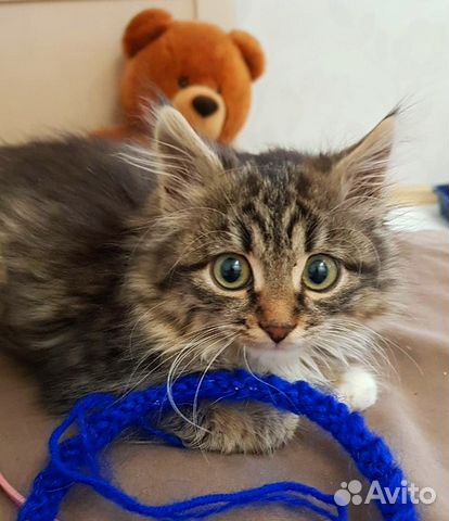 Малышка Рысь ищет дом