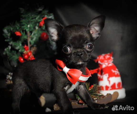 Чёрный уголёк