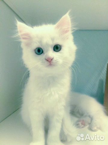 Турецкая ангора помесь с шотландской