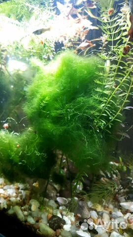Мох аквариумный