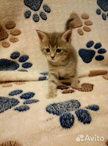 Котята-Лапушки