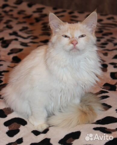 Антошка в добрые руки