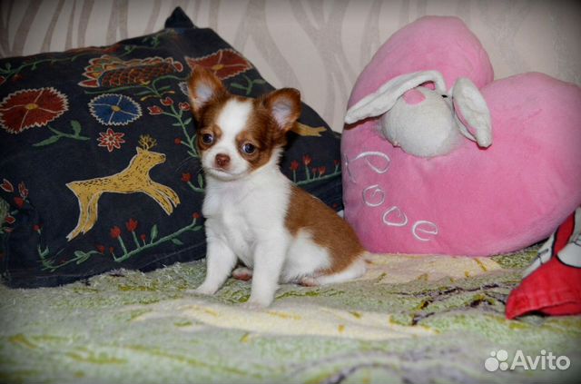 Яркий рыжик