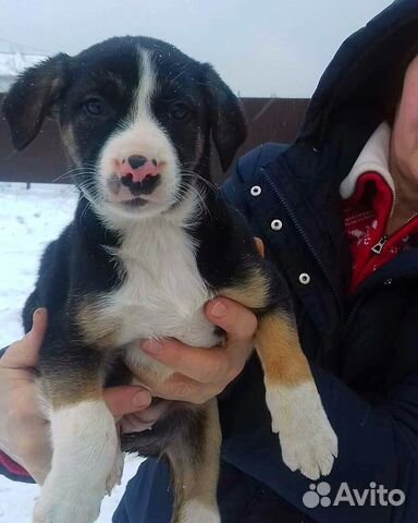 В добрые руки