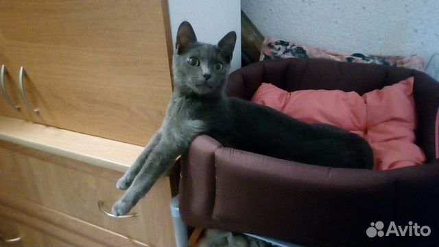 Задорный котей