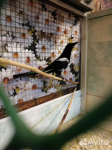 Отдам сороку