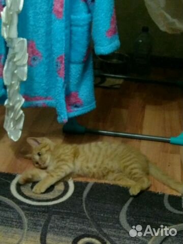 Котик рыжий