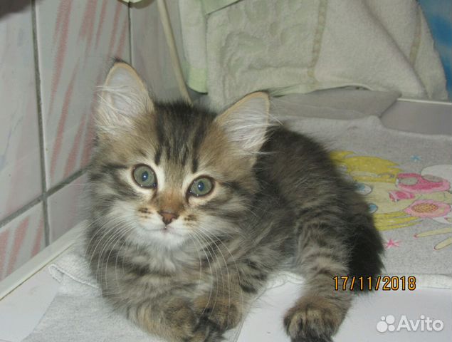 Котёнок Бублик в добрые руки