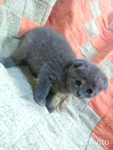 Шотландские котята