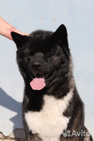 Кобель американской акиты для вязки