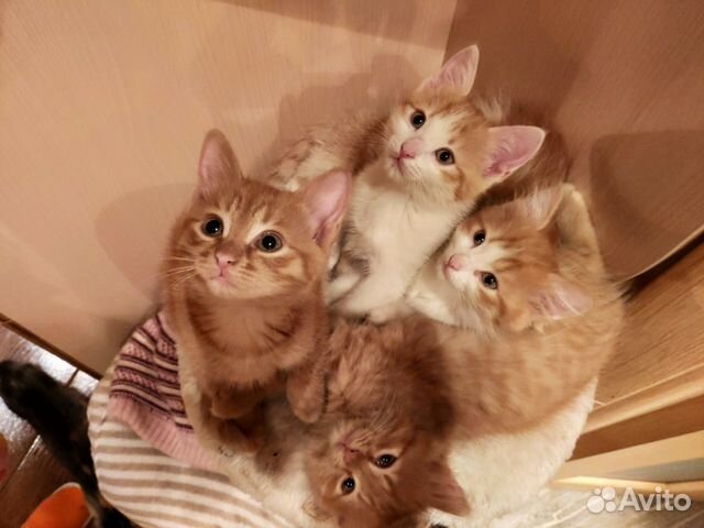 Котята в добрые руки