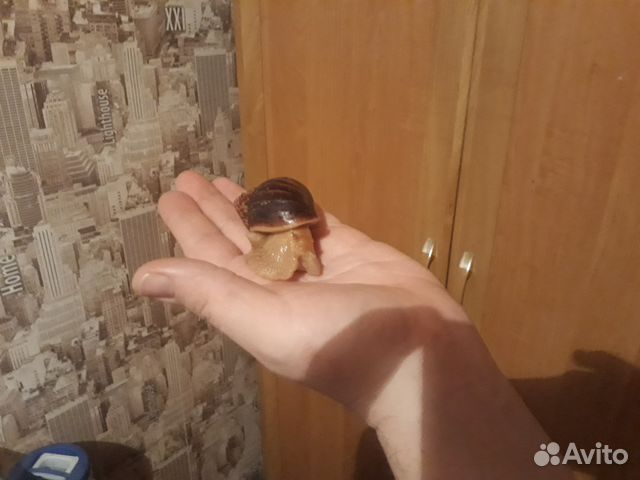 Продажа улиток ахатинов