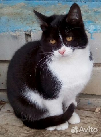 Котята с приданым