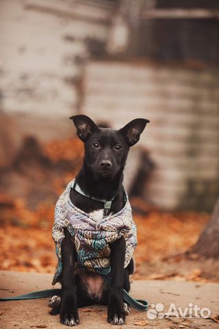 Щенок Рокси в дар