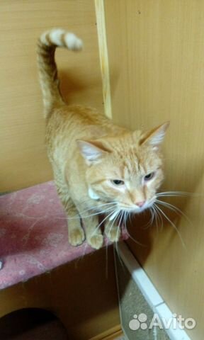 Красивый гладкошерстный котенька окрас рыженький