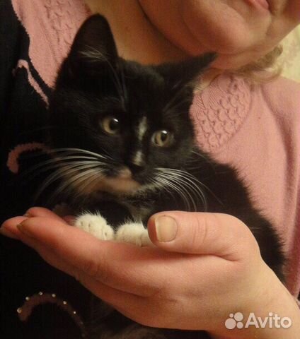 Котёнок ищет любящую семью