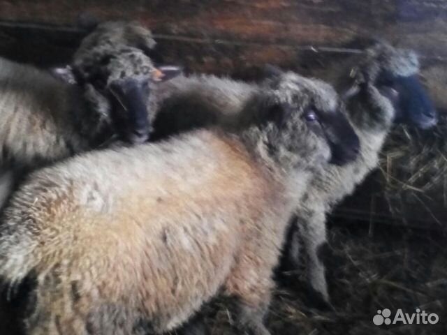 Овцы бараны, Оксфордшир