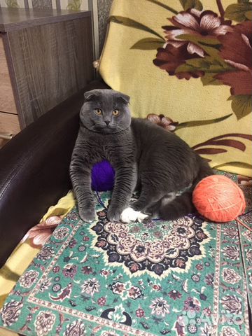 Вязка с британцем